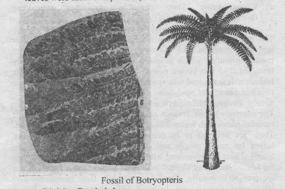Fossil & Fossilization process – importance , types and divisions ...