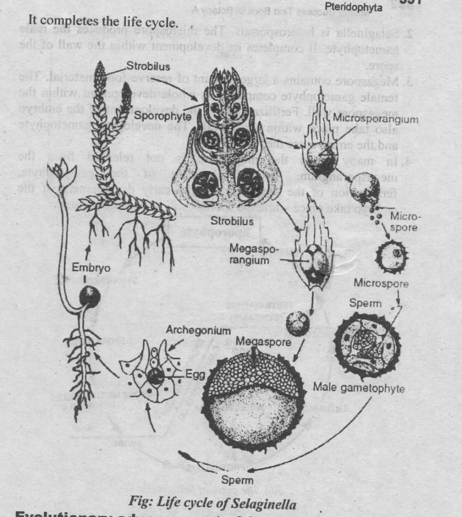 LYCOPSIDA – Biology Boom