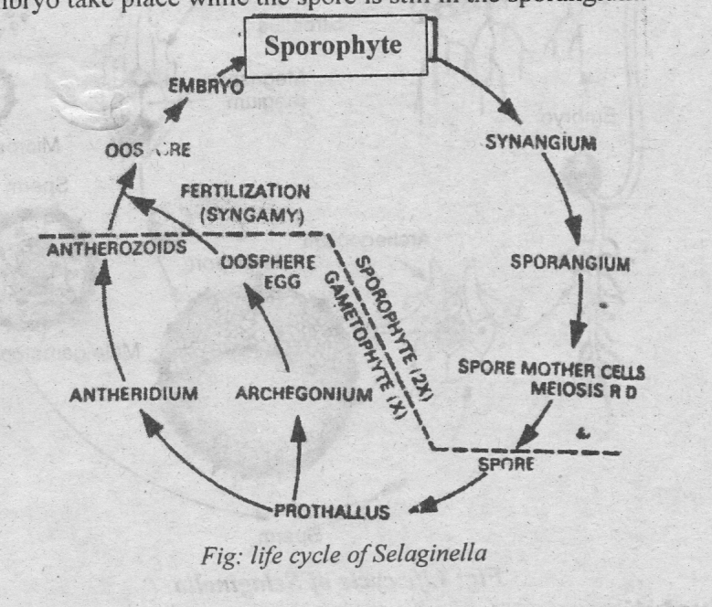 LYCOPSIDA – Biology Boom